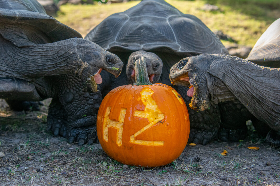 Celebra Halloween de una manera espeluznante en Zoo Boo